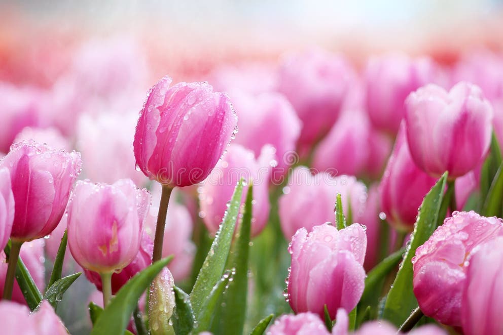 Tulip stock image. Image of field, perennial, tulip, moist - 49728695