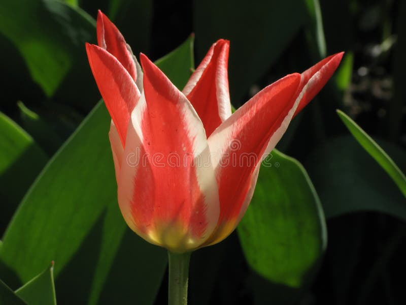 Tulip Pinocchio stock photo. Image of variety, beautiful - 84303006