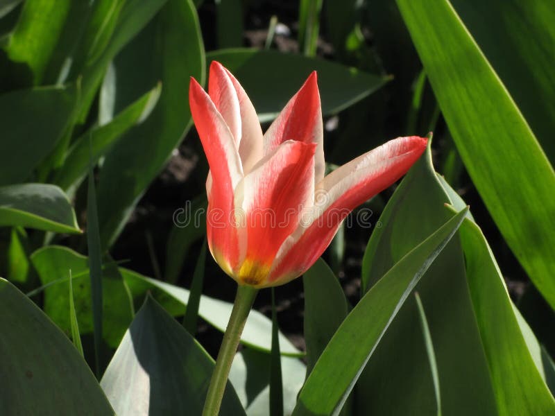 Tulip Pinocchio stock image. Image of tulip, sort, view - 84303681