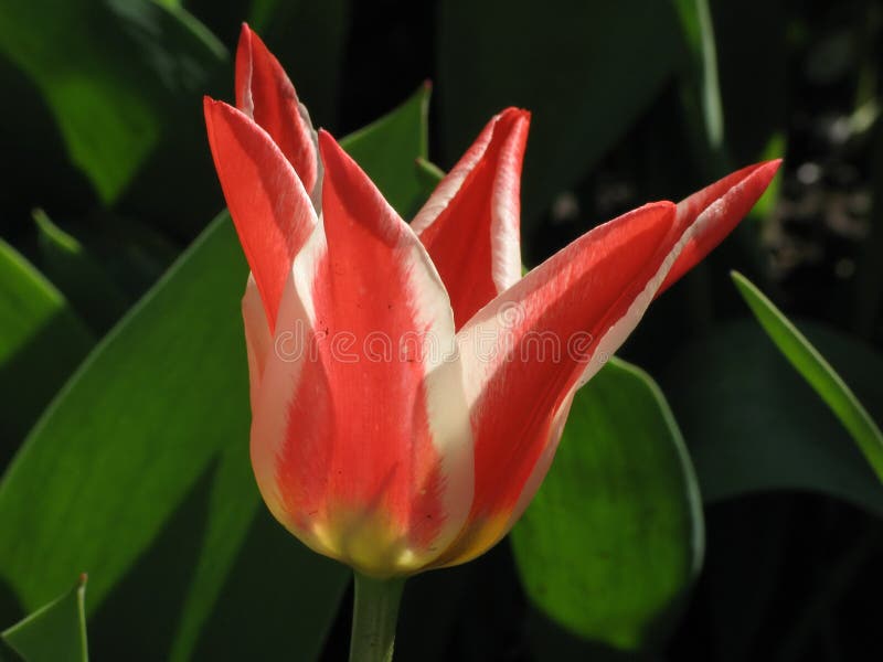 Tulip Pinocchio stock image. Image of shot, flowerbed - 84306357