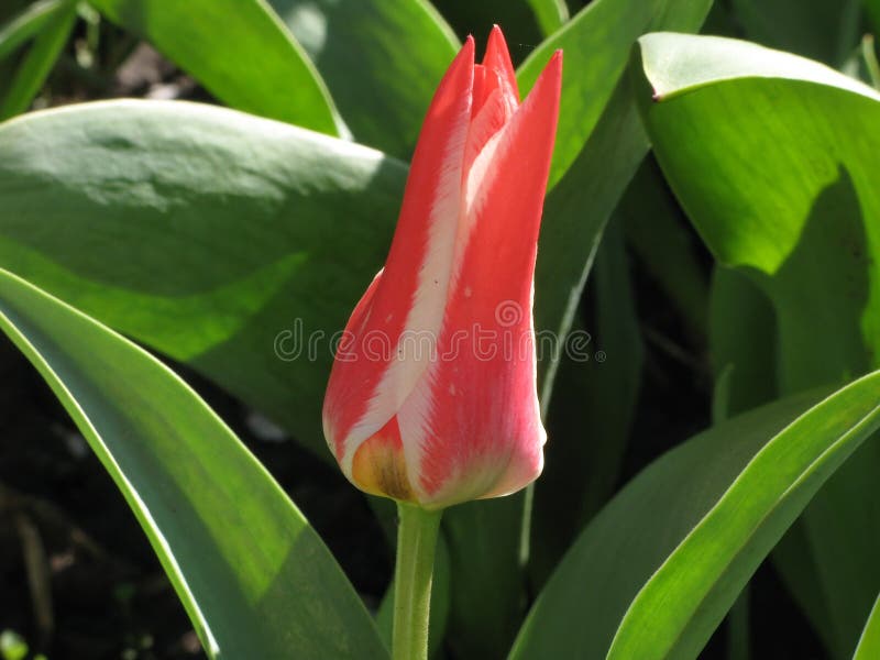 Tulip Pinocchio stock photo. Image of shot, flowerbed - 84308442