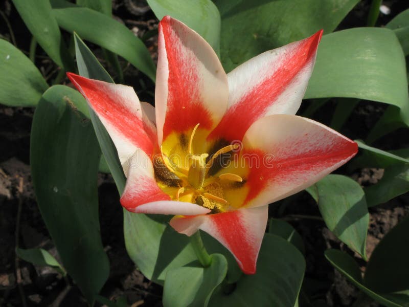 Tulip Pinocchio stock image. Image of small, plantation - 84314077