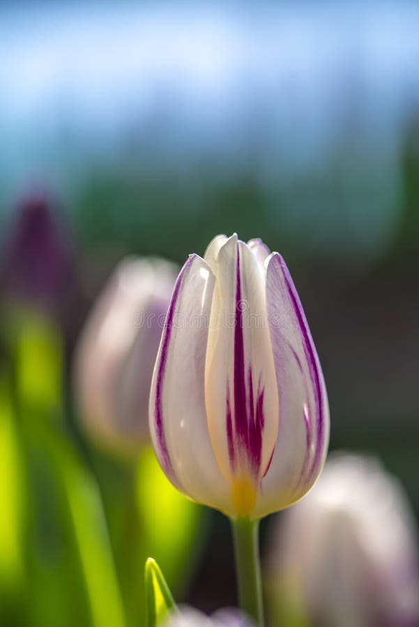 A Tulip stock photo. Image of bloom, field, bright, beauty - 139679320