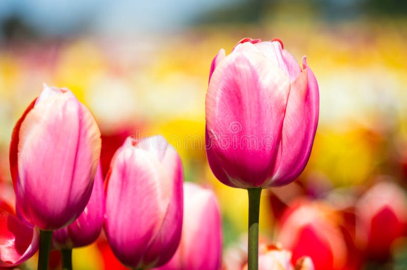 Tulip Plants with Flowers in Full Bloom Stock Image - Image of bulb ...