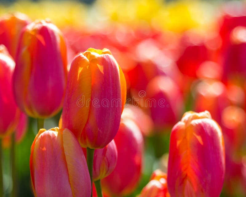 Tulip Plants with Flowers in Full Bloom Stock Image - Image of ...