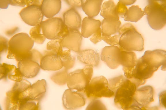 Tulip Pollen at the Microscope Stock Image - Image of blossom, nature ...