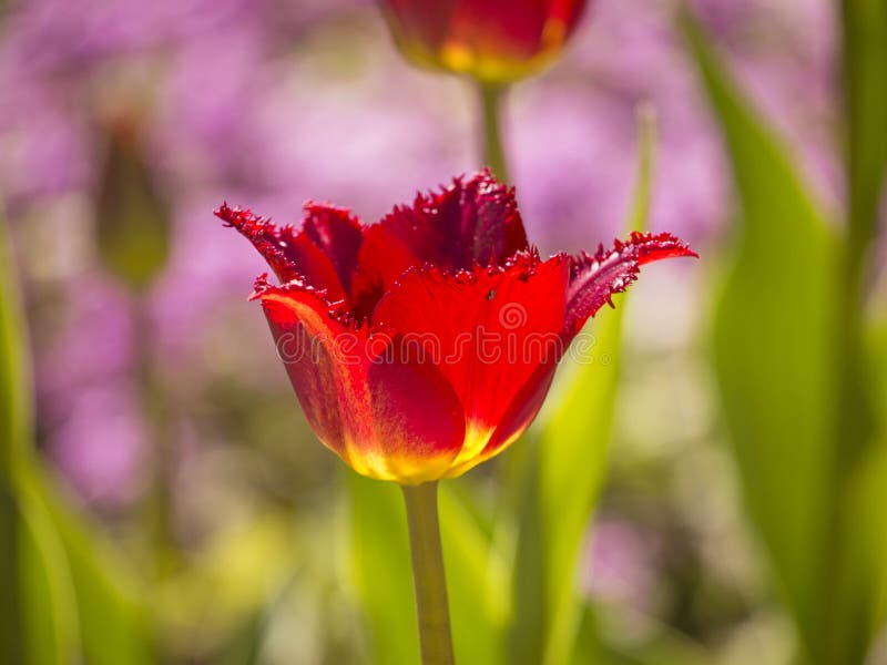 Tulip (polypetal) flower stock image. Image of beauty - 54620893