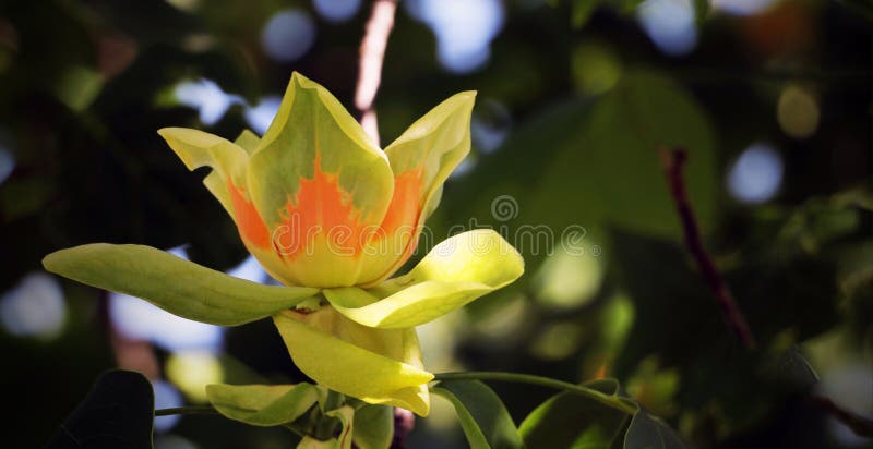 Tulip Poplar Tree in Bloom stock image. Image of colors - 92424737
