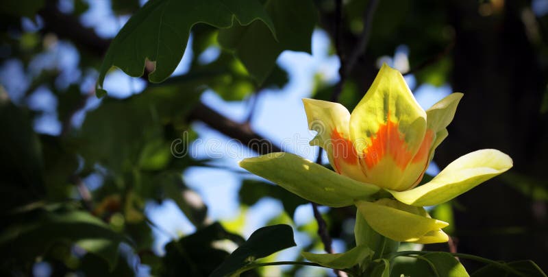 Tulip Poplar Tree in Bloom stock photo. Image of blooms - 92424798