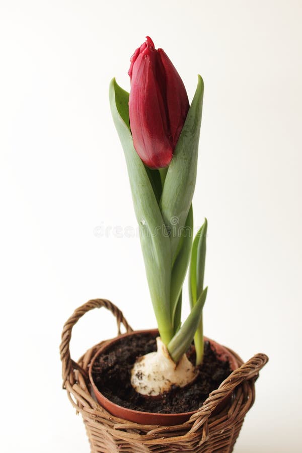 Single Tulip in Pot stock image. Image of plant, flowering - 8036899