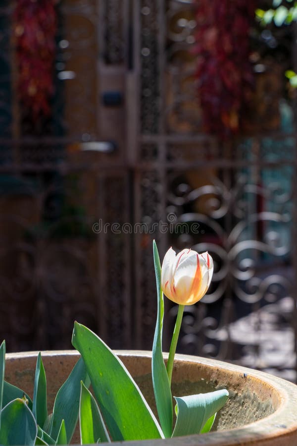 A Tulip in a Pot on a Spring Day Stock Photo - Image of springtime ...