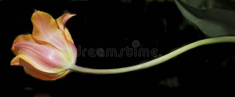 Tulip profile stock photo. Image of flower, stem, back - 27645710