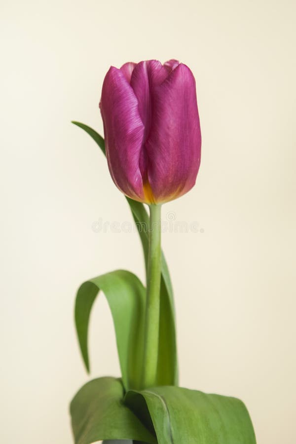 Tulip Purple Gold Flower Copex Stock Image - Image of purple, copex ...