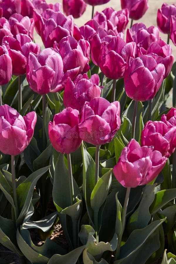 Tulip Purple Prince Flowers in Spring Sunlight Stock Image - Image of ...