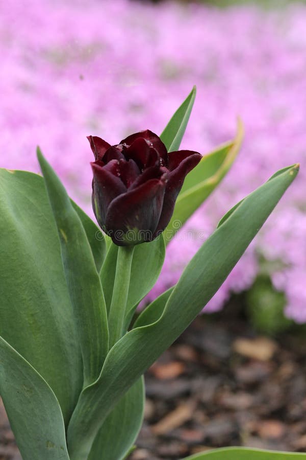 Tulip `Queen of the Night` stock photo. Image of blooming - 193057128