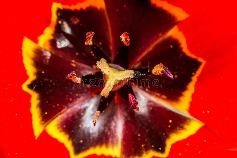 Tulip red center stock image. Image of color, plant, center - 70856065