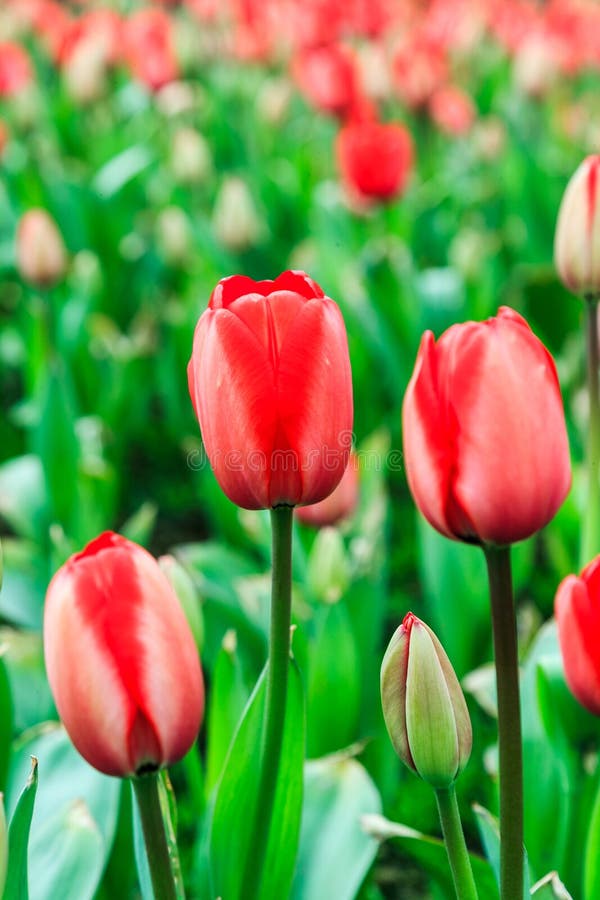 Tulip stock photo. Image of beauty, botany, growth, health - 38720740