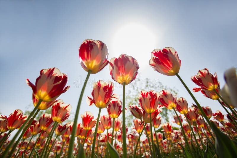 Tulip stock photo. Image of season, group, beautiful - 30419054