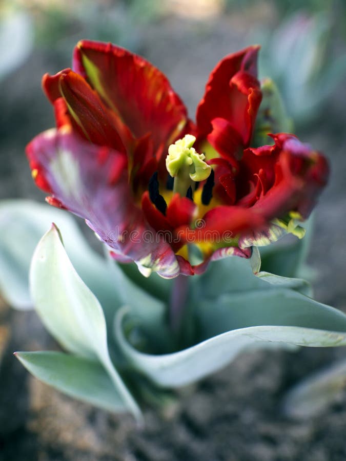 Tulip-red-yellow-sand soil stock image. Image of flower - 19322641