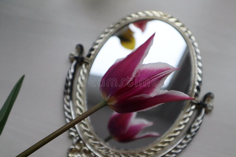 Tulip in Reflection of Mirror. Stock Photo - Image of lilac, petal ...