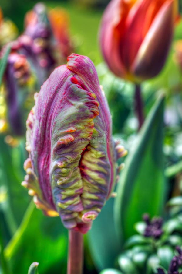 Tulip Rococo stock image. Image of beauty, pretty, spring - 24668173