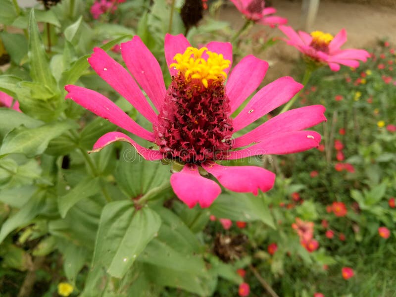 Tulip , Rose , flower stock image. Image of field, daisy - 203578467