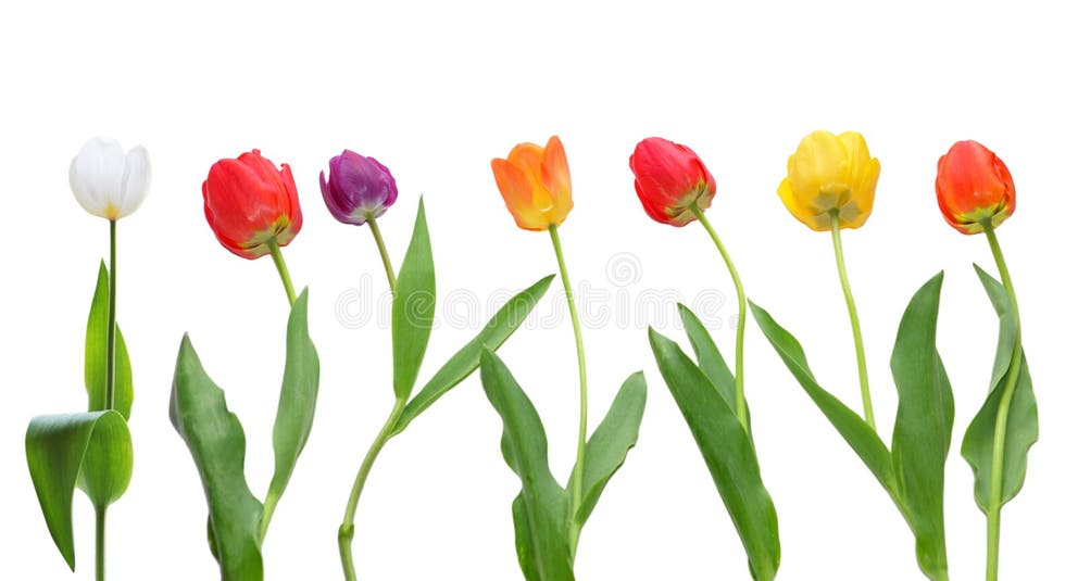 648,258 Tulip Grap Stock Photos - Free & Royalty-Free Stock Photos from ...