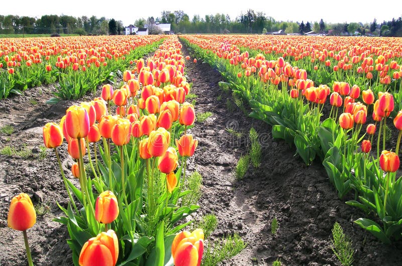 Tulip Barn and Horizon stock photo. Image of state, pacific - 694822