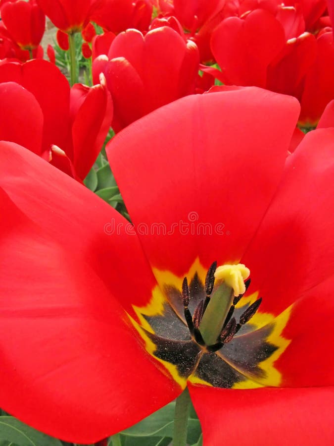 Anatomy of a Tulip stock image. Image of tulip, life, decor - 2329495