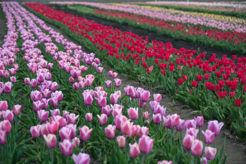 Tulip rows stock photo. Image of landscape, scene, rural - 66755170