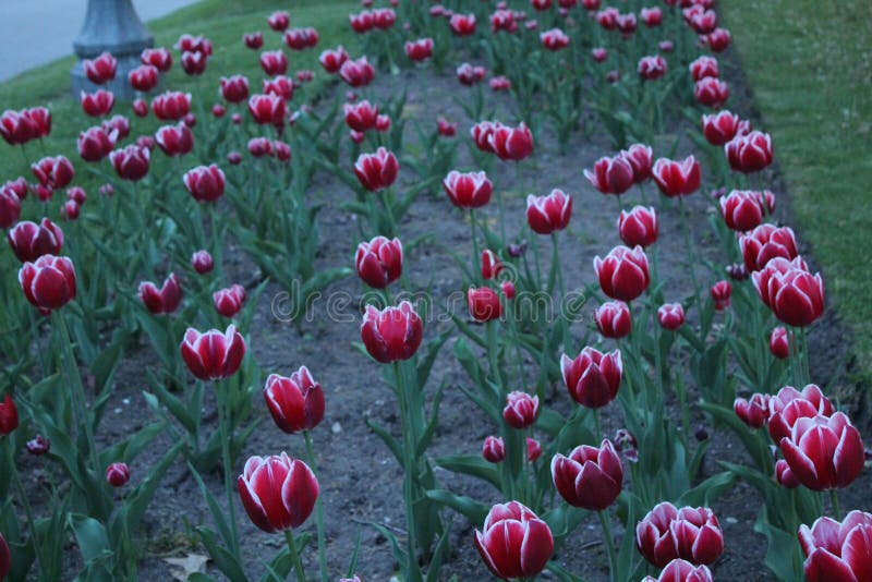 The Tulip Rows stock image. Image of rows, tulips, tulip - 75583055