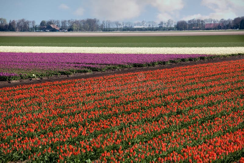 Tulip Rows in Springtime Holland Stock Photo - Image of dutch ...