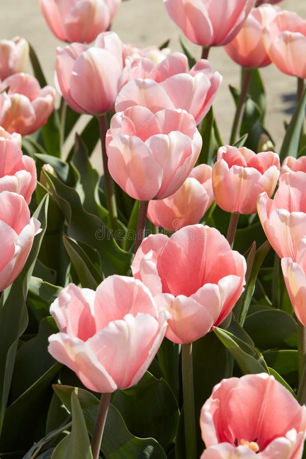 Tulip Salmon Impression, Pink Flowers in Spring Stock Image - Image of ...
