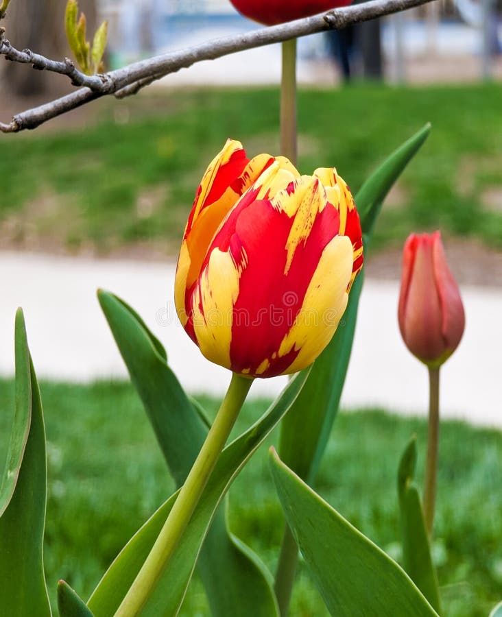 Tulip season in Toronto stock photo. Image of flowers - 279265372