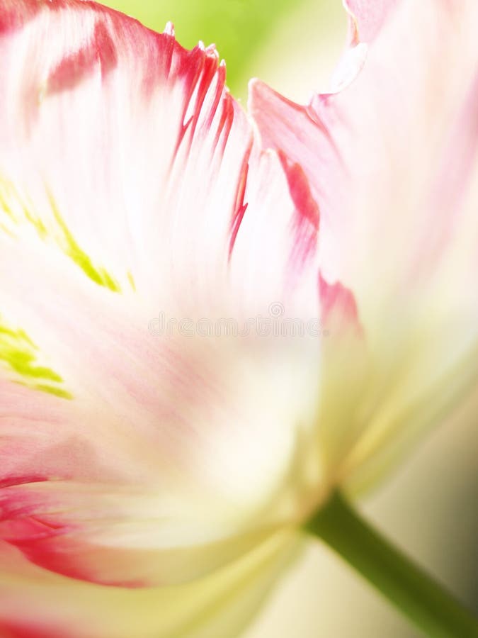 Tulip (27) stock image. Image of copy, gardening, magnoliopsida - 30333561