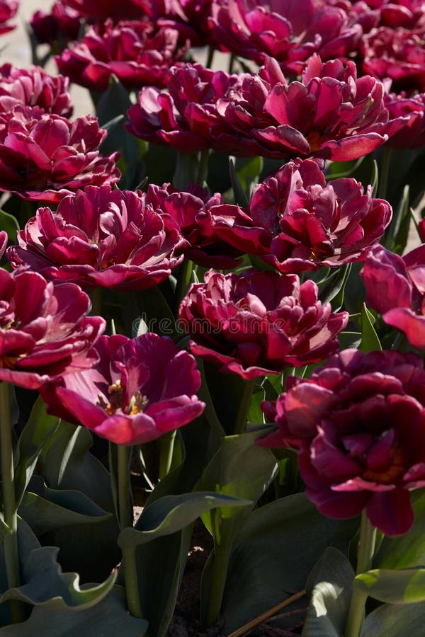 Tulip Silk Road, Dark Red Flowers and Field in Spring Stock Photo ...