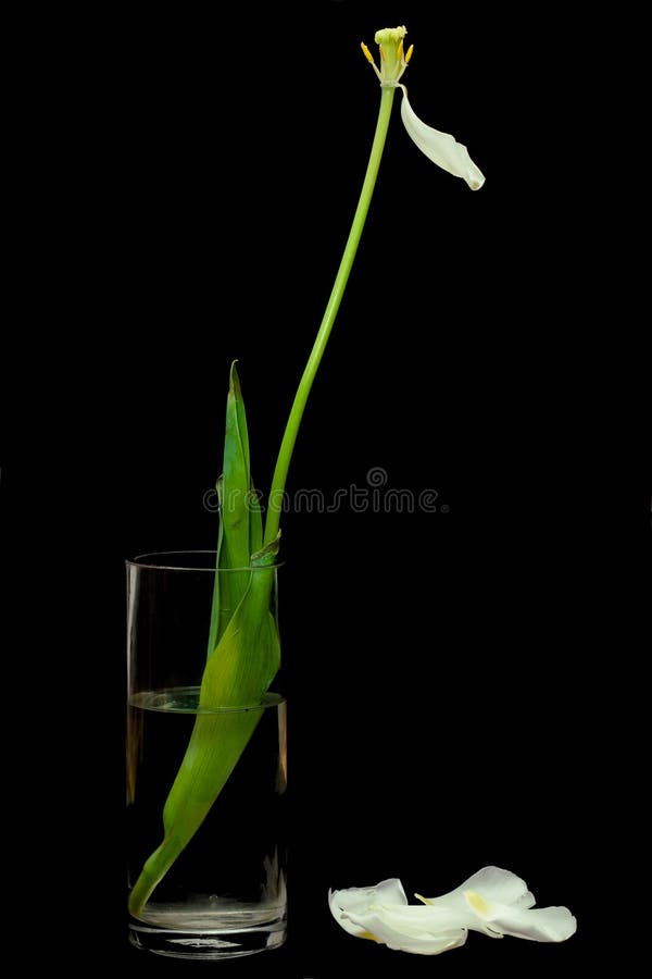 A Single Petal of Pink Rose Hanging with the Stem Stock Image - Image ...