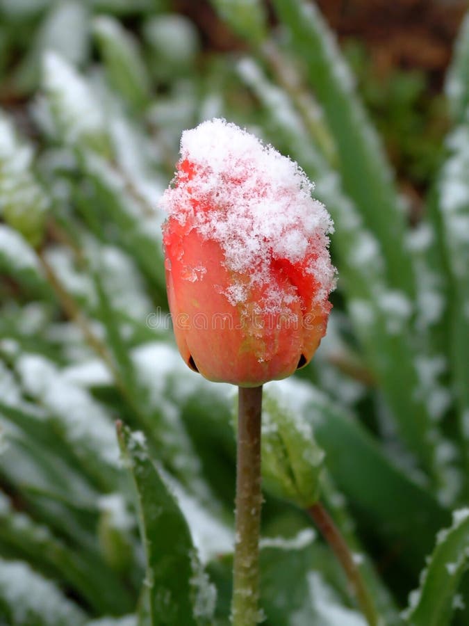 Tulip with Snow stock photo. Image of tulips, stems, bulbs - 1781584
