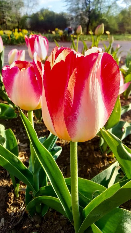 Tulips in the Botanical Garden Stock Image - Image of wildflower ...