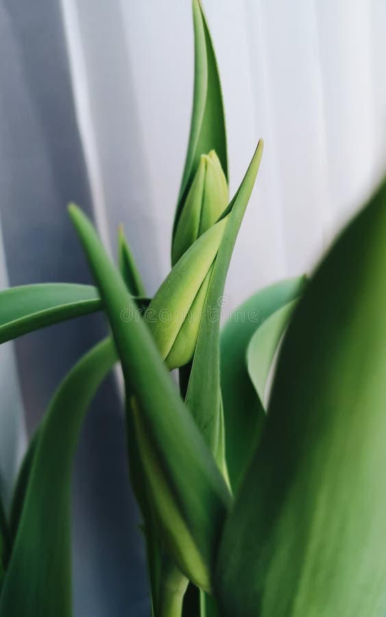 Tulip, spring, green stock image. Image of branch, yellow - 181041817