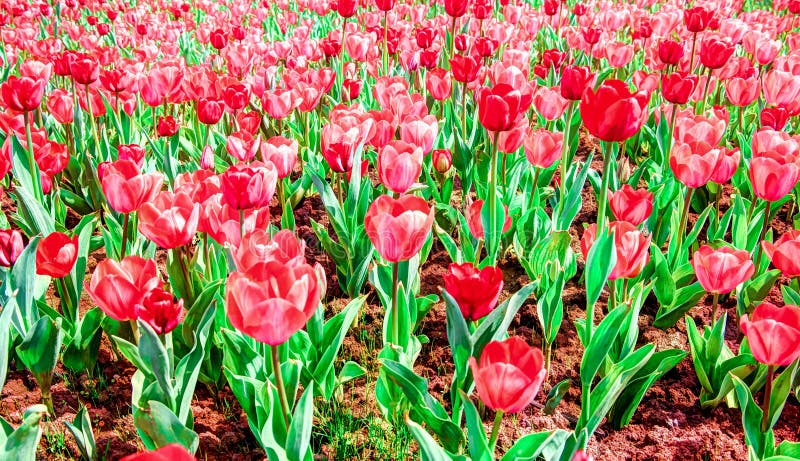 Tulip stock image. Image of soil, life, spring, garden - 38709399