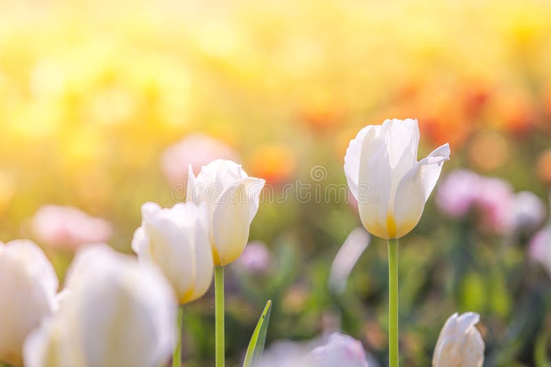 Tulip in Spring Under Sun Ray, Beautiful and Colourful Tulip on Sun ...