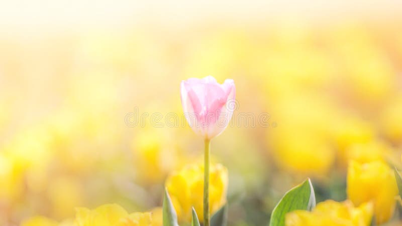 Tulip in Spring Under Sun Ray, Beautiful and Colourful Tulip on Sun ...