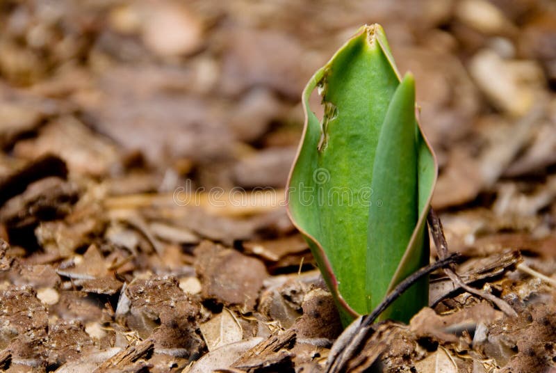 New Tulip Poking Out of the Dirt Stock Photo - Image of brown, debris ...
