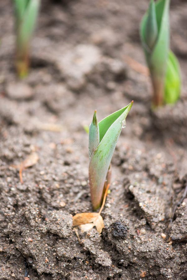 Tulip Sprout in the Soil in the Park Stock Image - Image of people ...