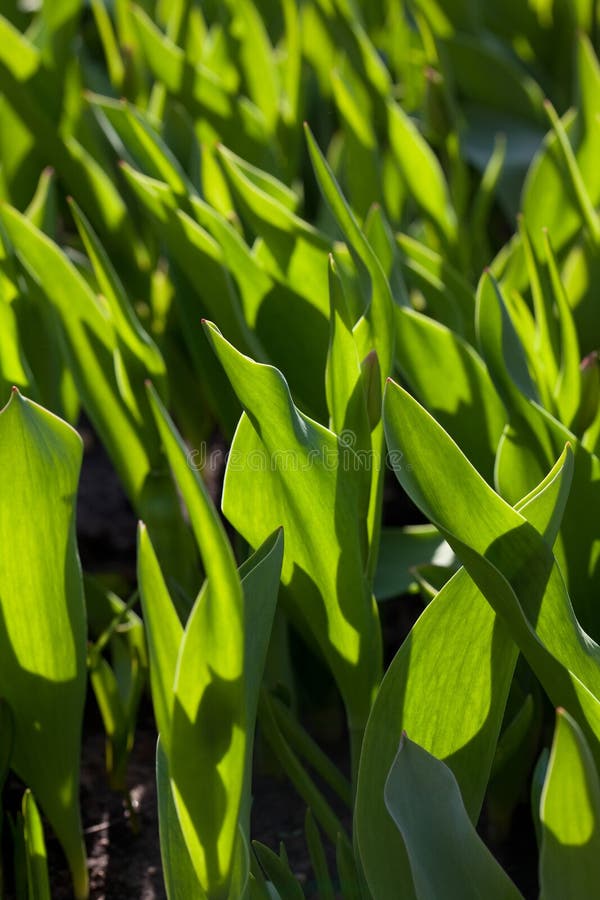 Tulip sprouts stock image. Image of soil, sprout, garden - 12127259