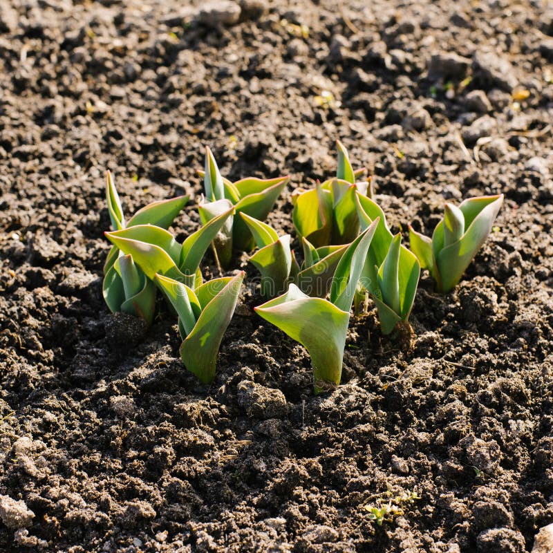 Tulip Sprouts Come Out of the Ground in Spring in the Garden Stock ...