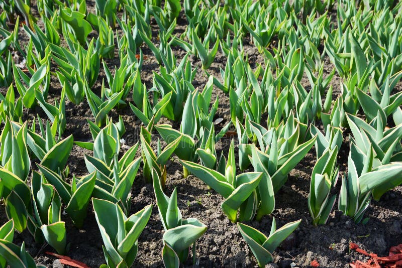 Tulip sprouts stock photo. Image of beauty, soil, green - 37473822