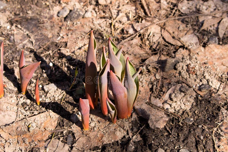 Tulip Sprouts Making Their Way Out of the Ground in the Spring Stock ...