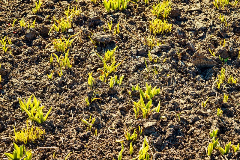 Tulip Sprouts Sprouted through the Ground. Stock Image - Image of early ...